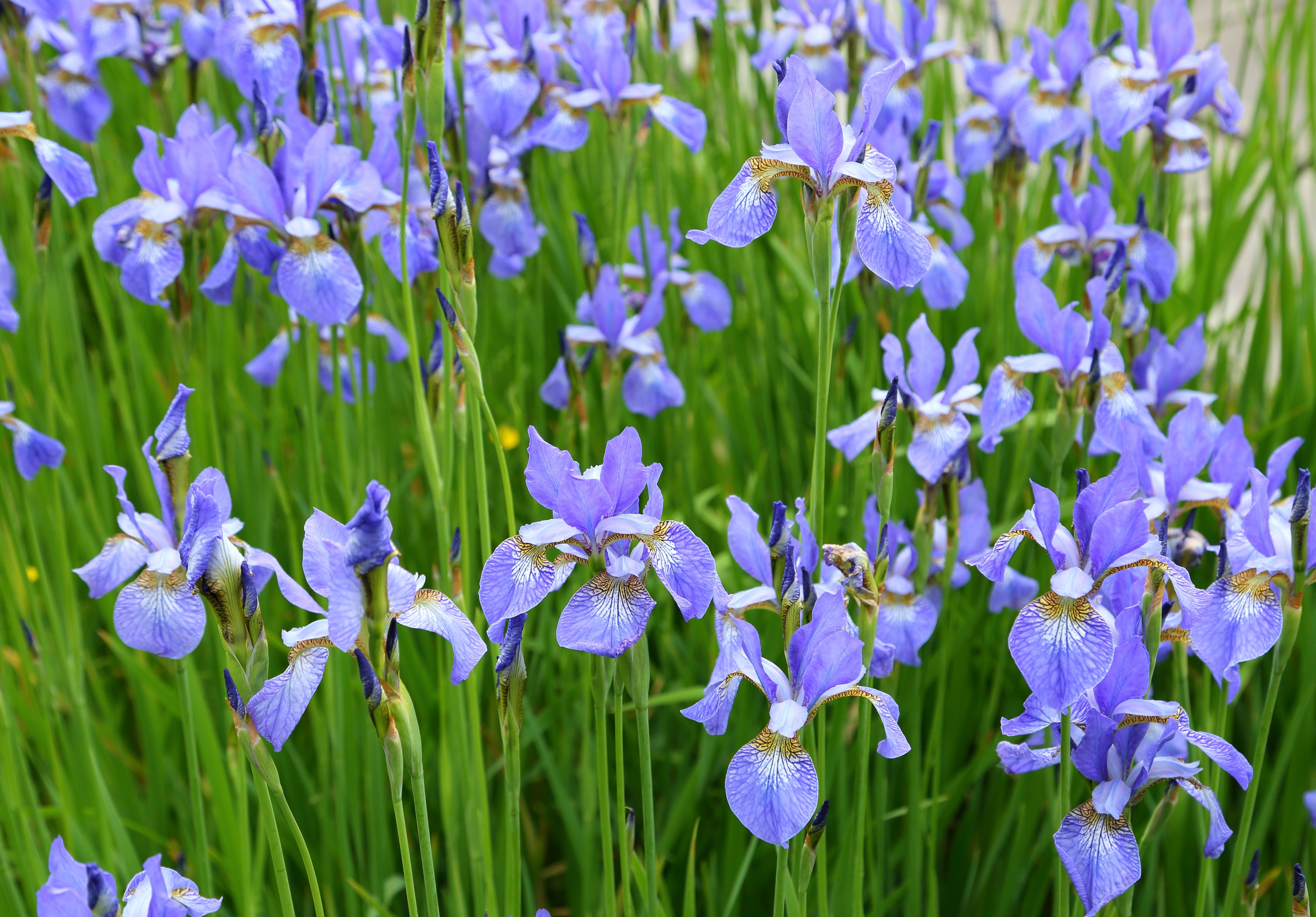 Growing Guide How To Grow Siberian Iris growing-guide-how-to-grow-siberian-iris