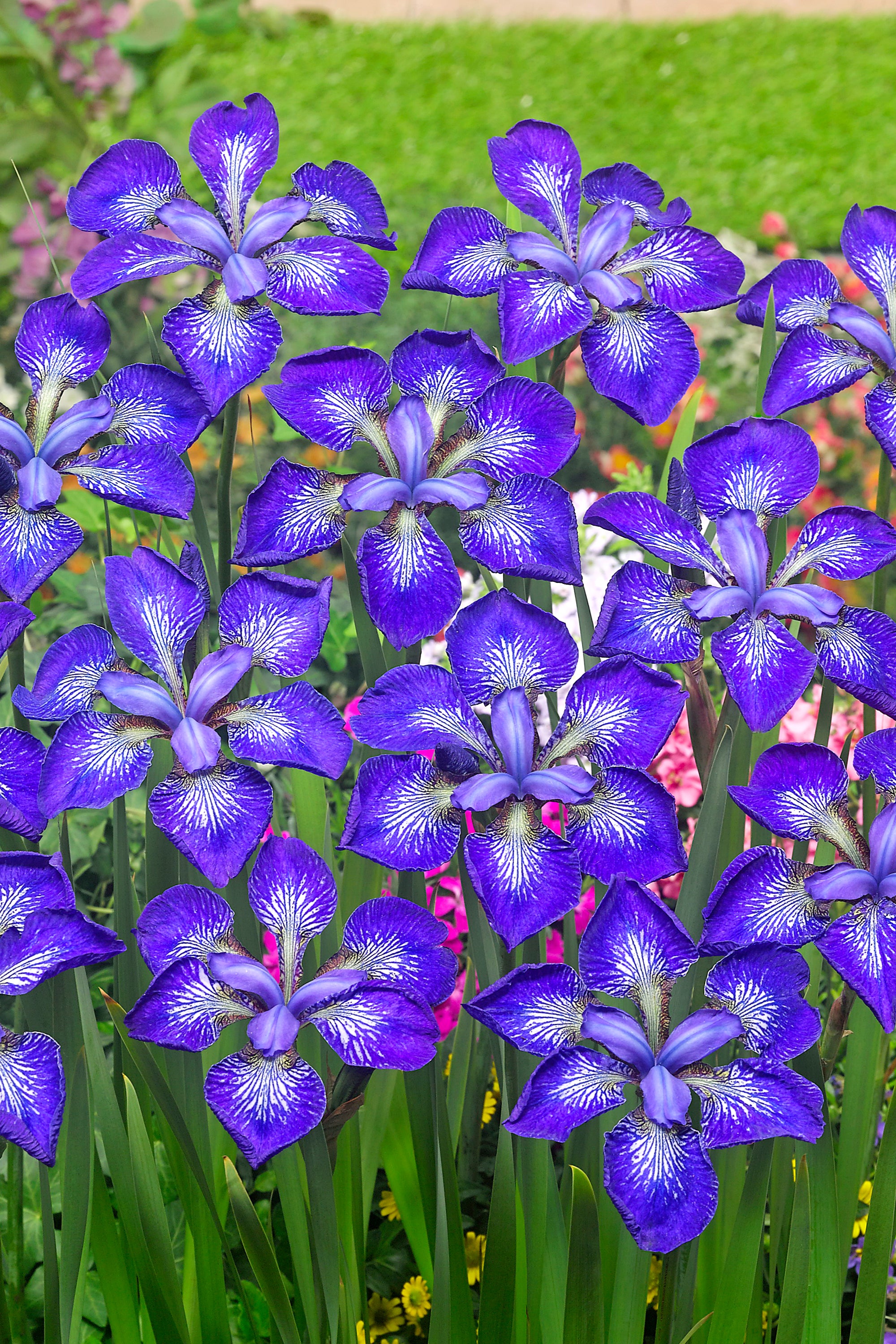 Siberian Iris I See Stars Dutchgrown™