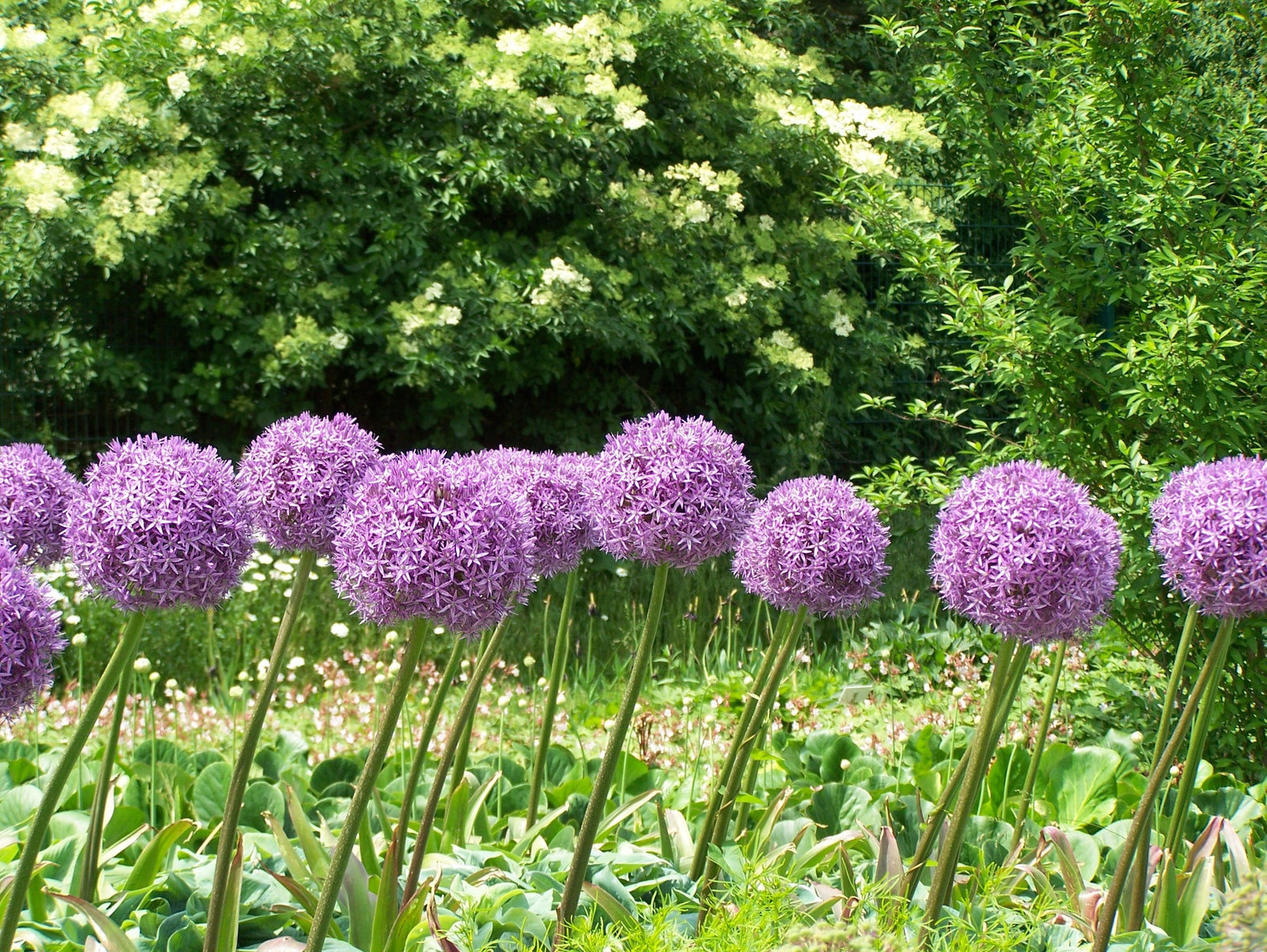 Planting allium bulbs in the garden and in containers.