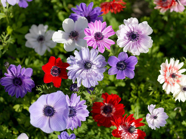 Learn when to plant anemone bulbs for the best results
