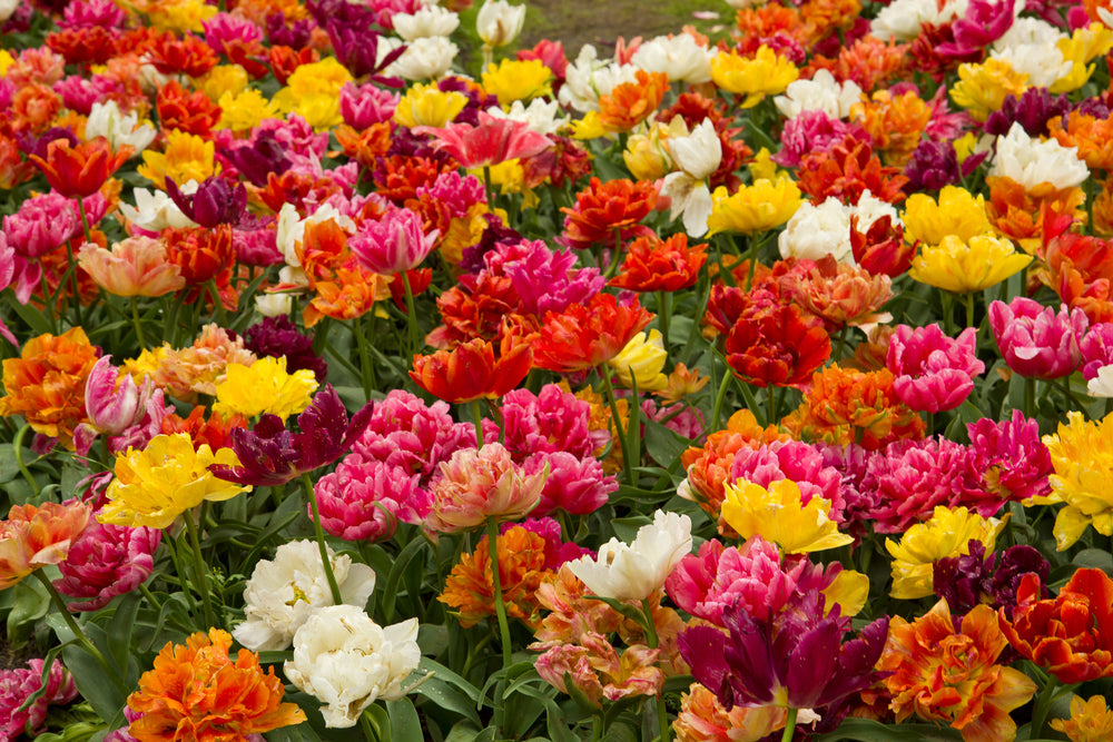 Double Tulips | DutchGrown