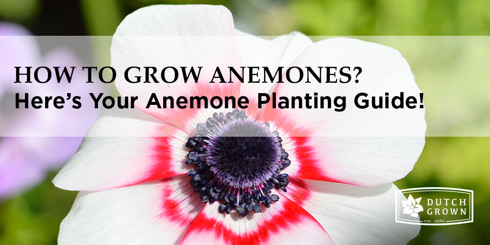 How to Grow Anemones? | DutchGrown™ | Growing & Planting Guide