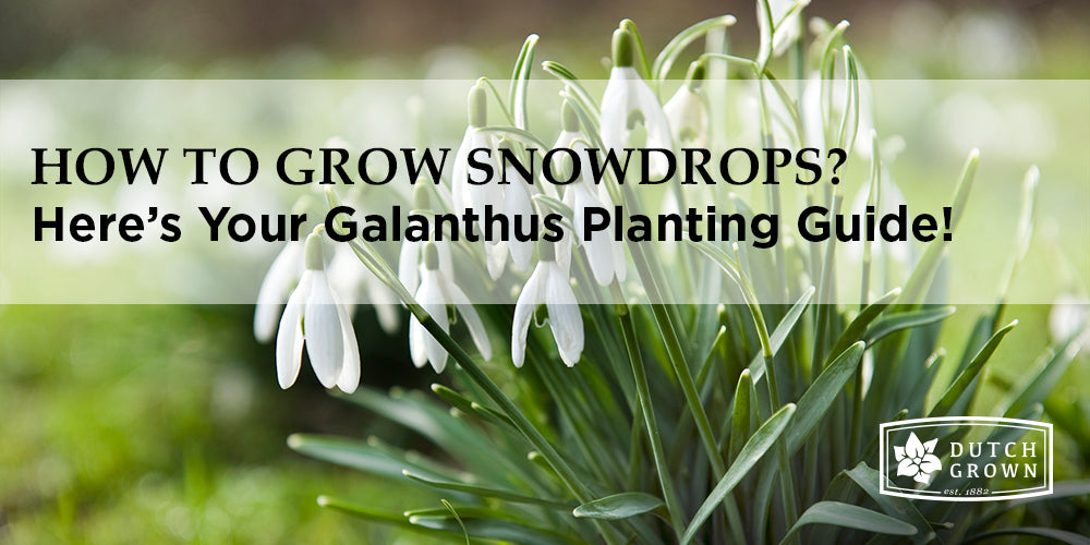 How to Grow Snowdrops? - DutchGrown™ Flower Bulbs