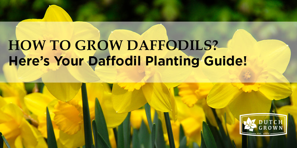 Daffodil Planting Guide: How to Plant, Grow and Care for Daffodils