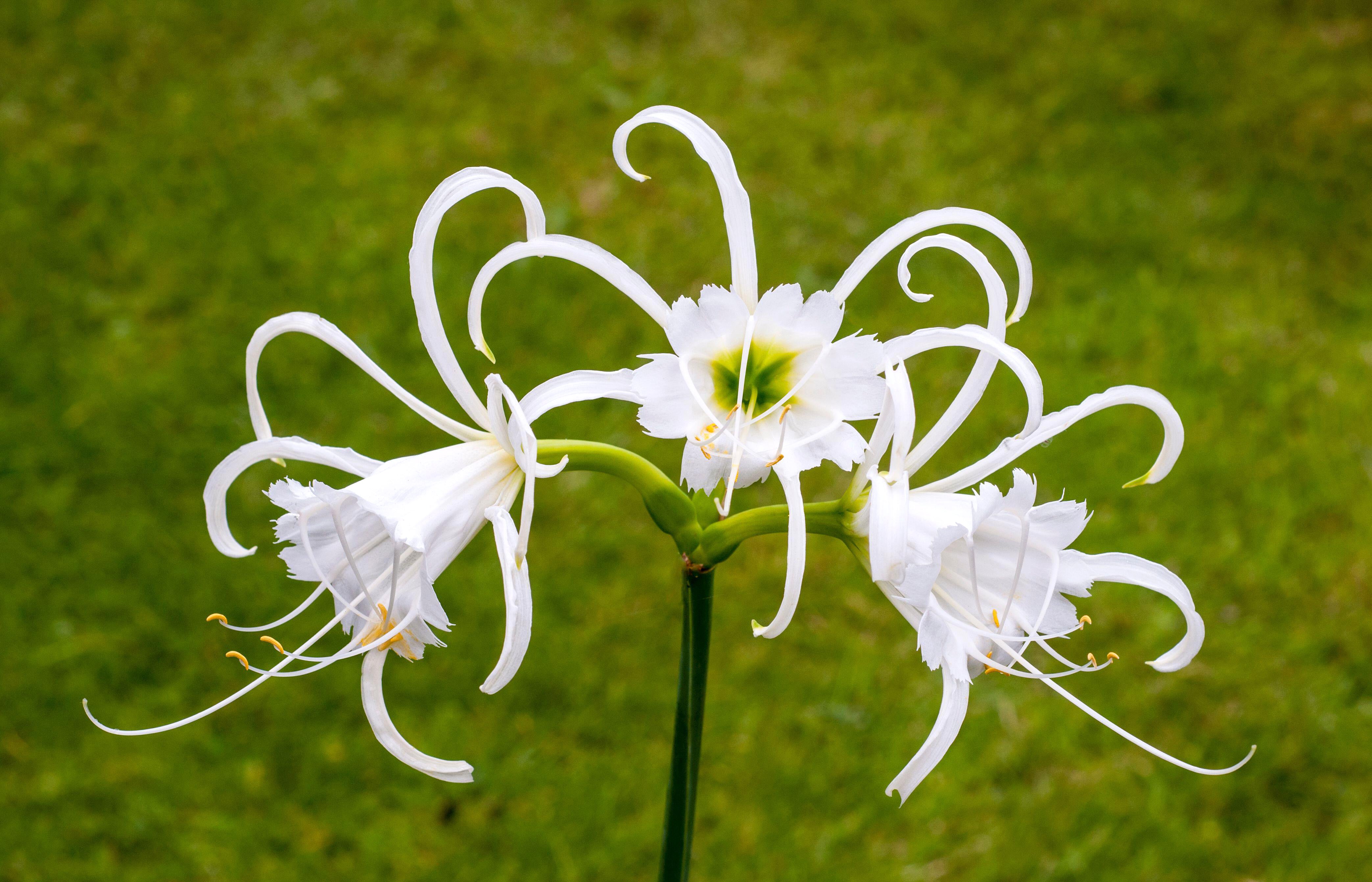 How to Grow and Care for Hymenocallis, Commonly Called Peruvian Daffod