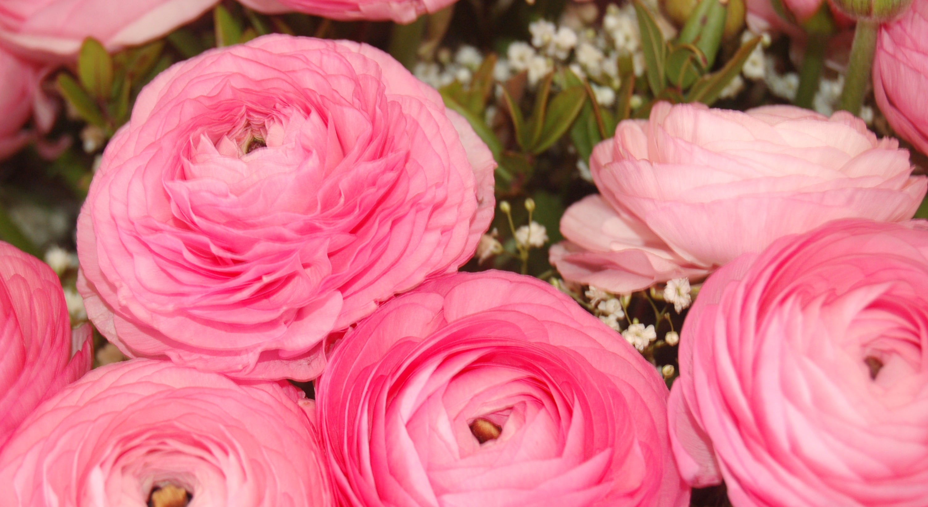 Your Guide To Ranunculus Care And Maintenance Grape Frugal Flowers: