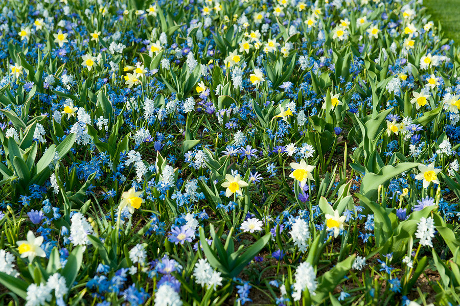 10 best spring ground covers | DutchGrown