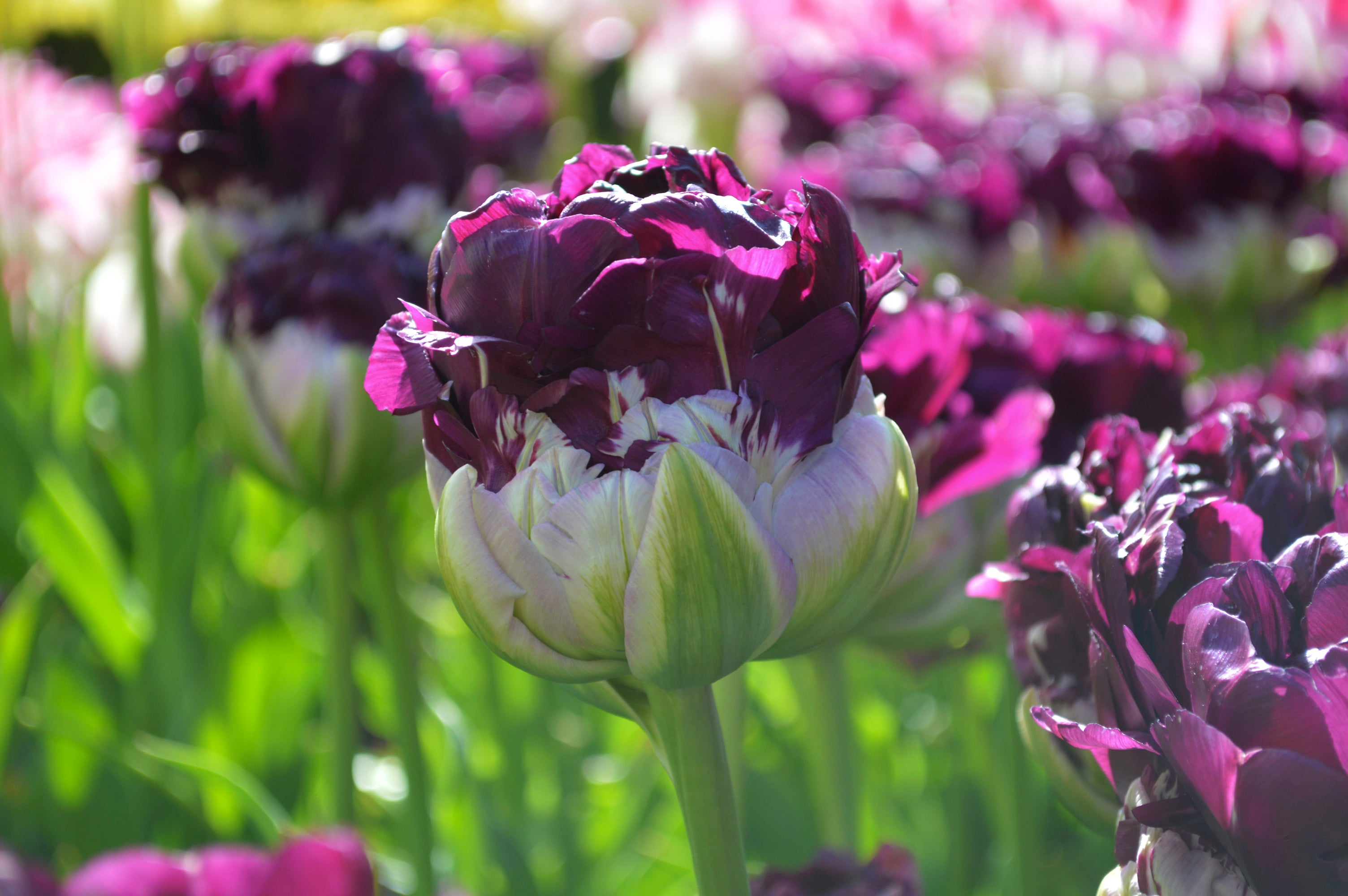 The best varieties of blue tulips to plant in your spring garden