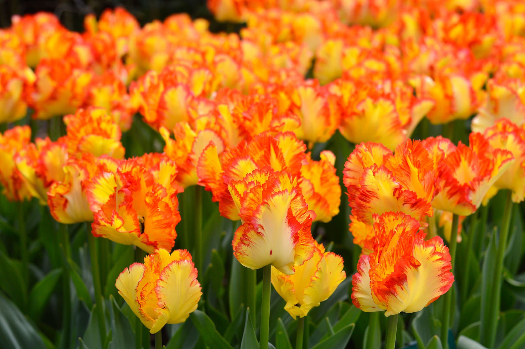 Yellow Parrot Tulips