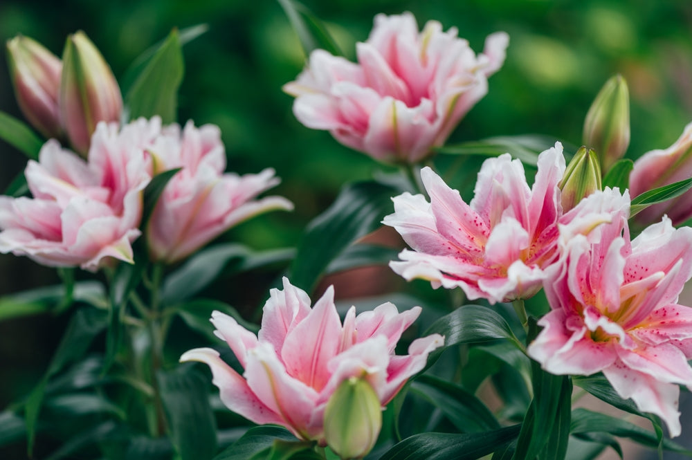 Growing Guide: How to Grow Roselilies