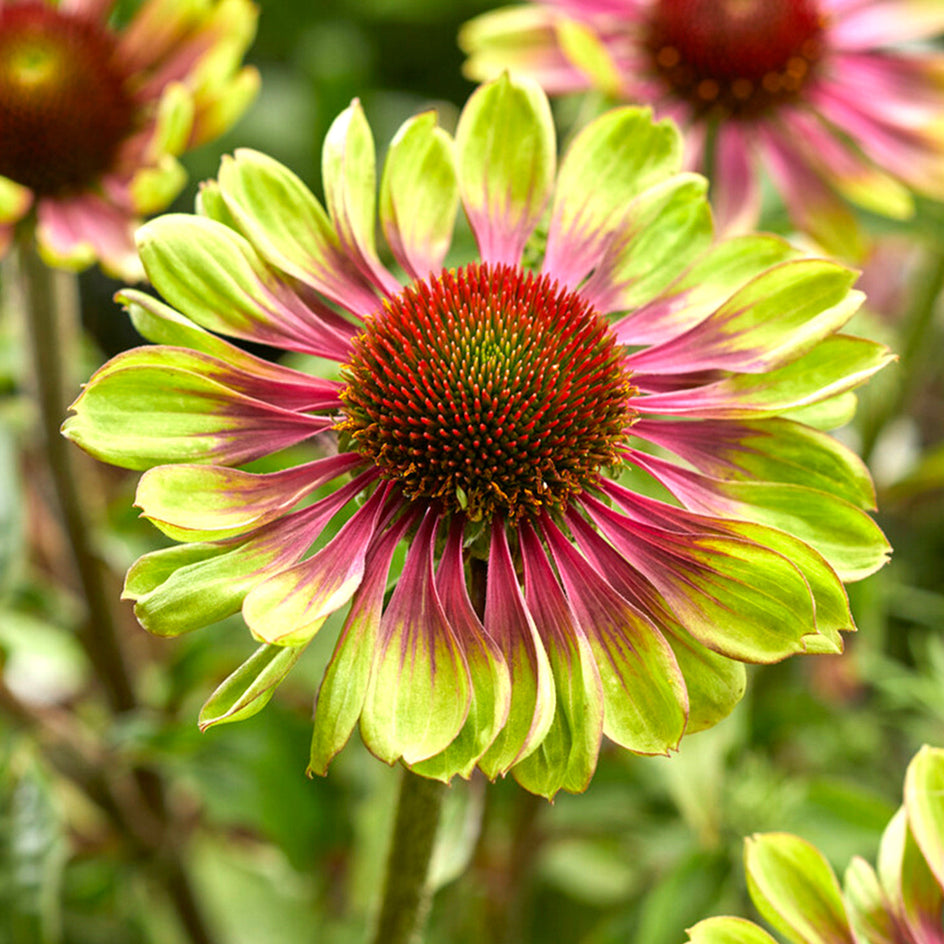 Shop Spring Planted Summer Blooming Bulbs | DutchGrown™