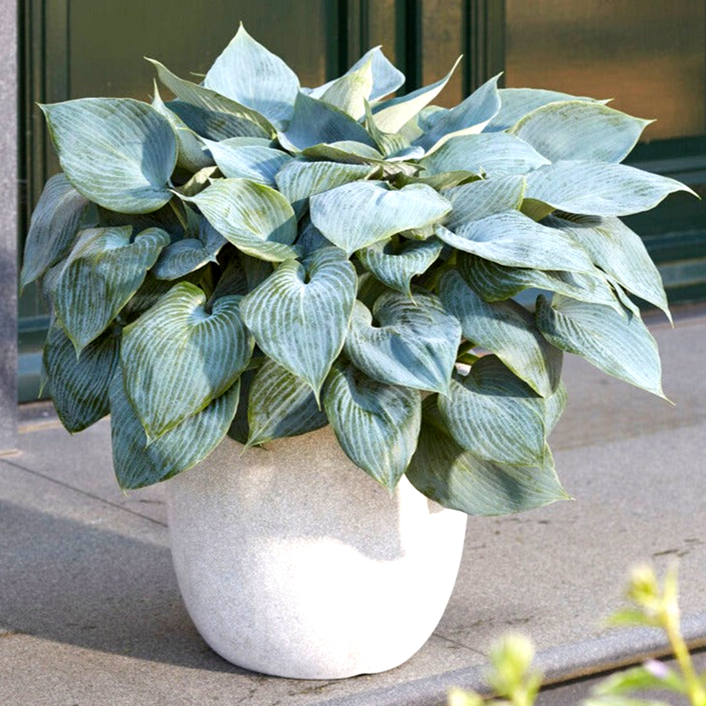 Hosta Roots For Sale | Buy Top-Quality Bare Roots Now