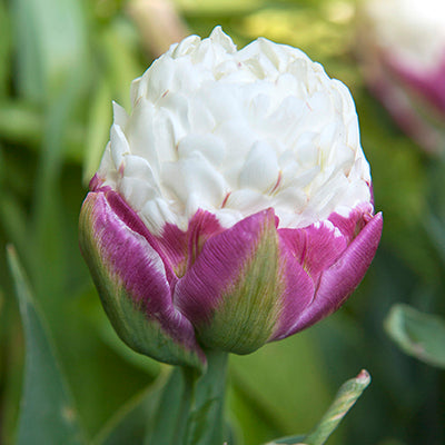 Ice Cream Tulips For Sale | DutchGrown®
