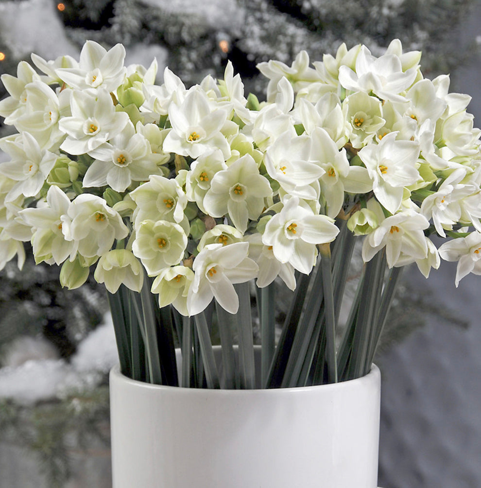 Paperwhite Bulbs - Indoor Narcissus | DutchGrown®