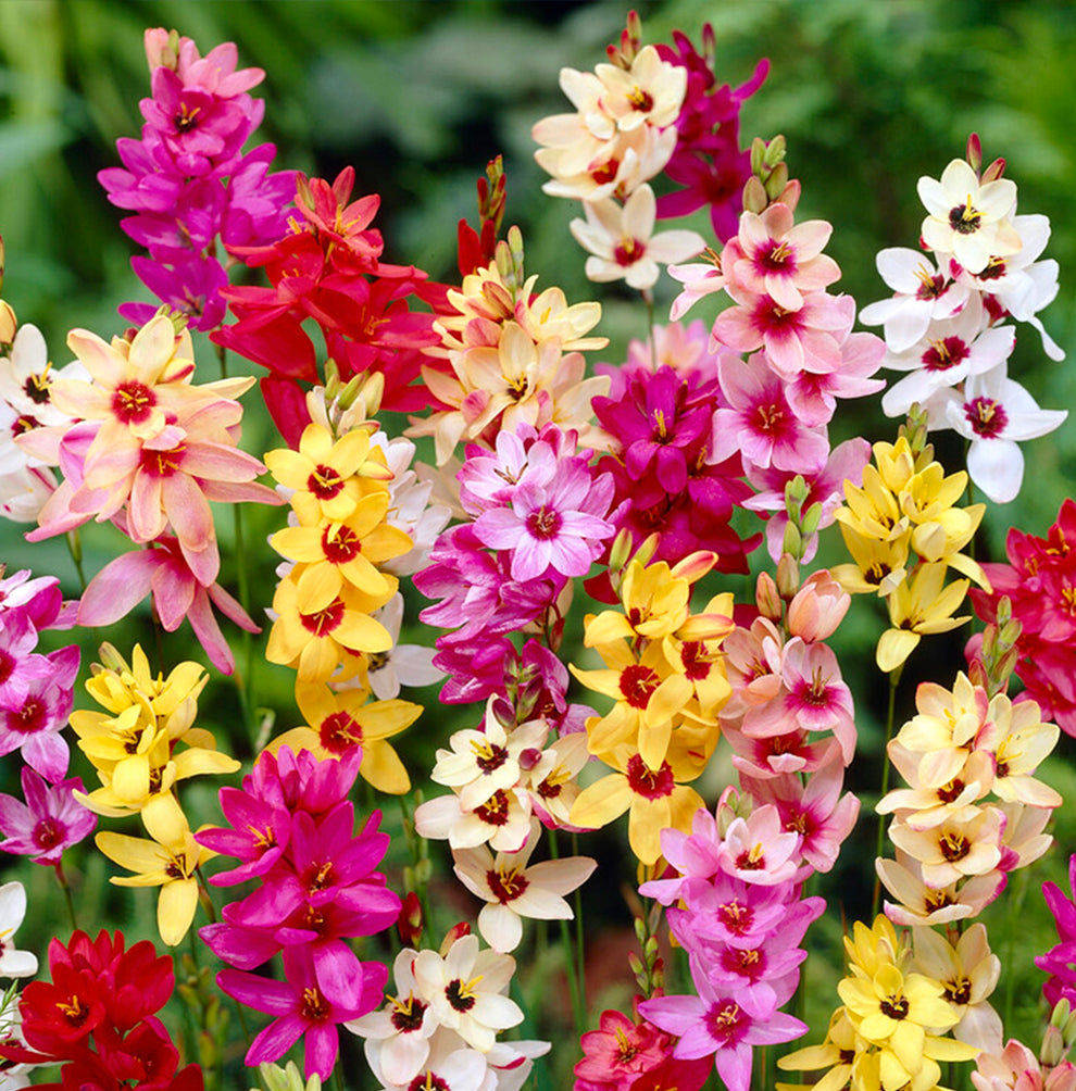Ixia Bulbs For Sale | Grow Top-Quality Ixia Flowers Today
