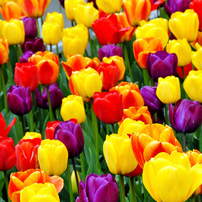 Mixed Tulips