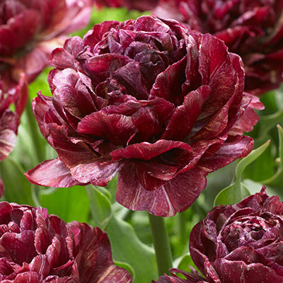 Double Tulips For Sale | DutchGrown® | tagged "USDA Zones:Zone 3"
