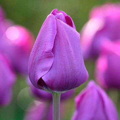Purple Tulip Bulbs For Sale | Buy Premium Bulbs Today