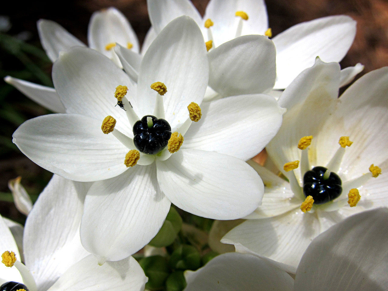 Ornithogalum Flower Bulbs | Buy Wholesale Ornithogalum Bulbs
