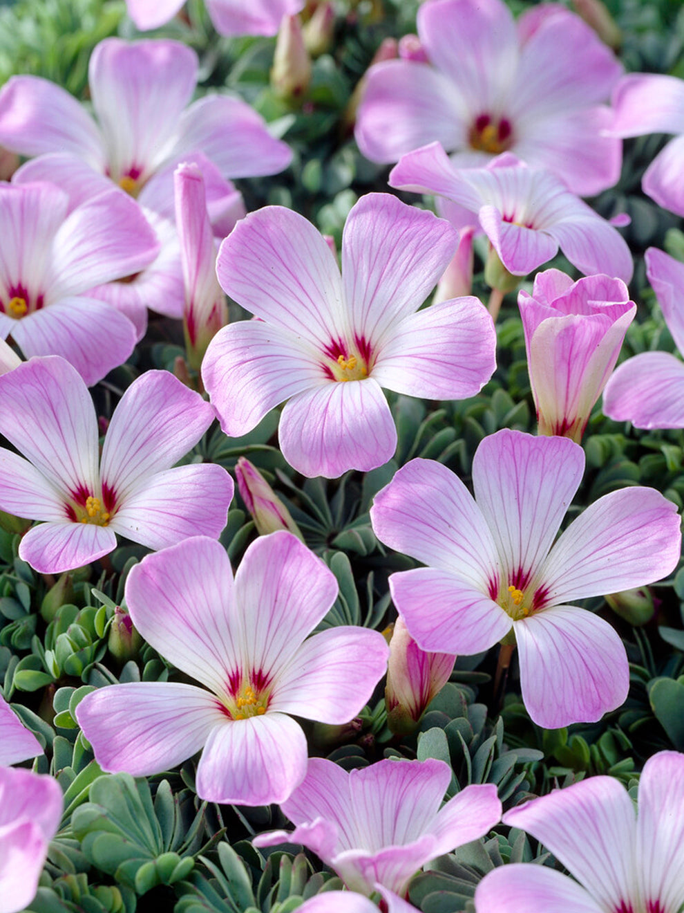 Oxalis Bulbs For Sale | Buy Fall-Planted Bulbs Now