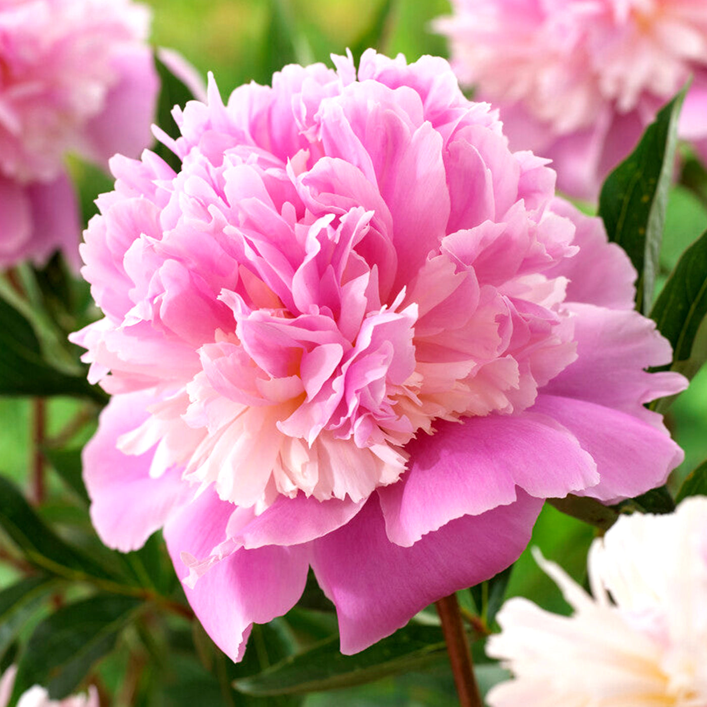 Peony Roots For Sale | Spring Shipping | DutchGrown™