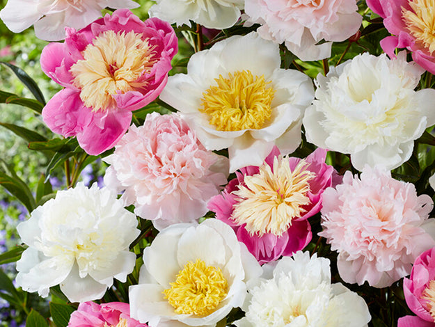 Peony Roots For Sale | Fall Shipping | DutchGrown™