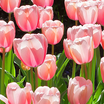 Pink Tulip Bulbs For Sale | Buy Top-Quality Tulips Now