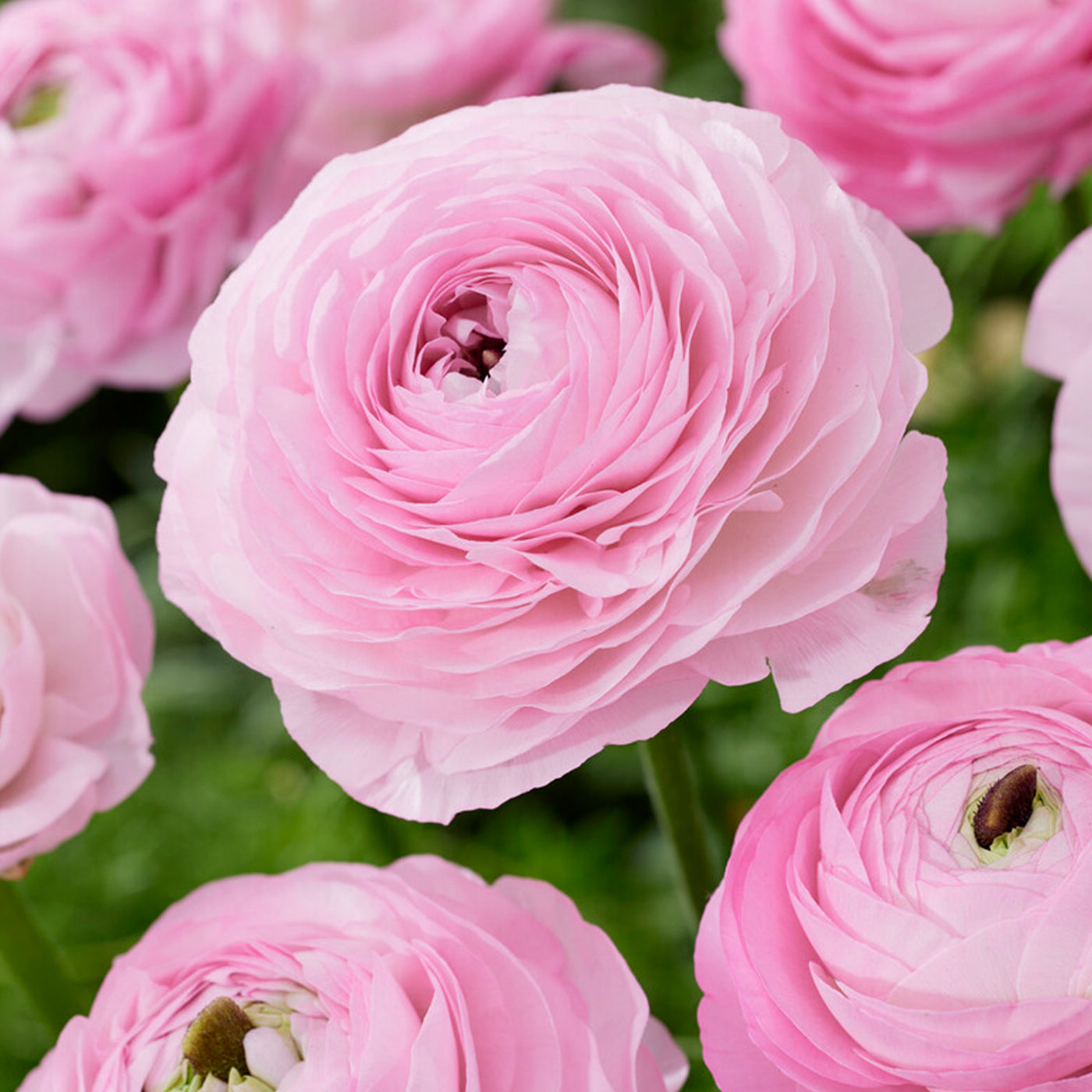 Italian Ranunculus | Top Quality Corms | DutchGrown™