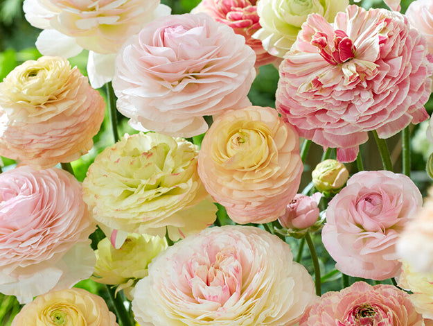 Top Quality Flower Bulbs at Wholesale Pricing | DutchGrown™