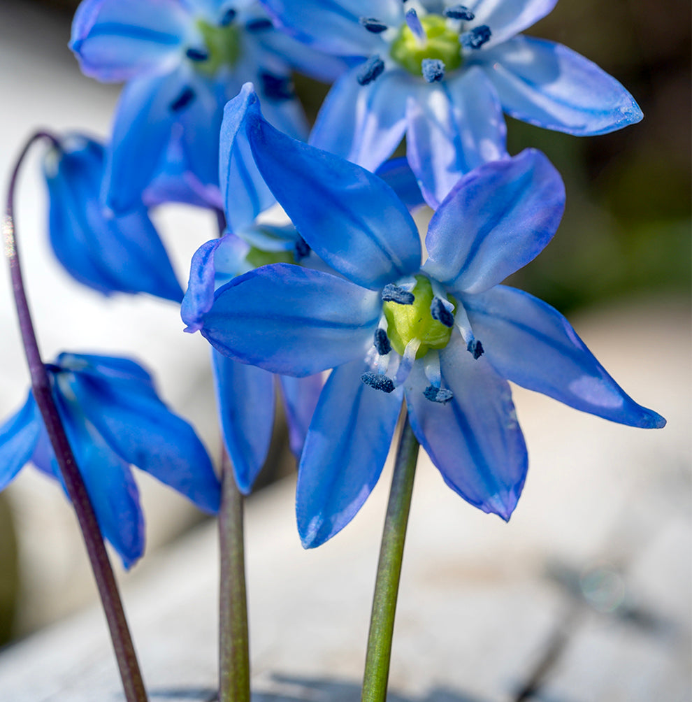 Scilla Bulbs For Sale | Buy Top-Quality Squill Bulbs Now