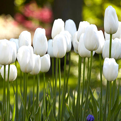 White Tulip Bulbs For Sale | Buy Top-Quality Tulips Now
