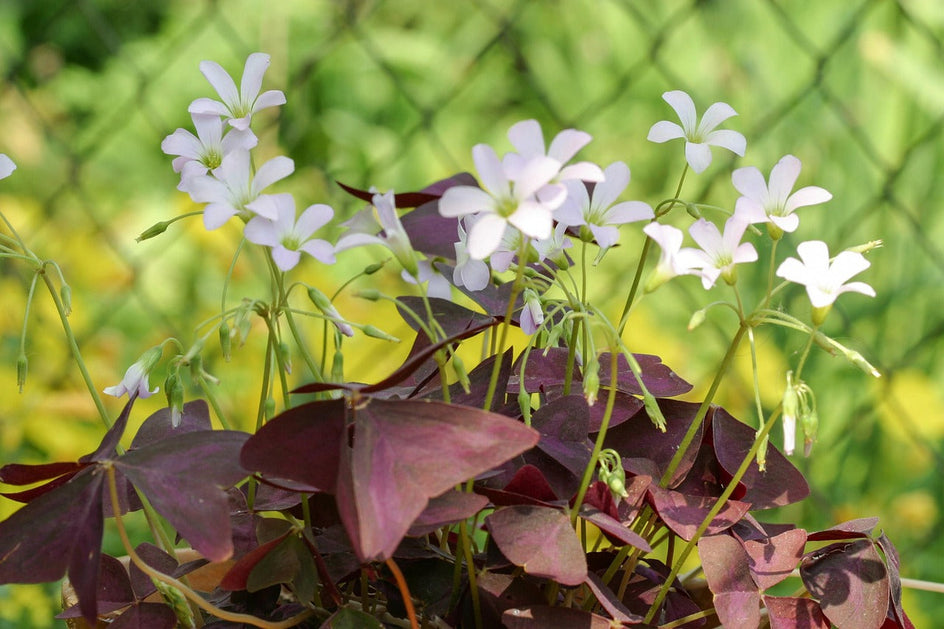 Shop Spring Planted Summer Blooming Bulbs | DutchGrown™