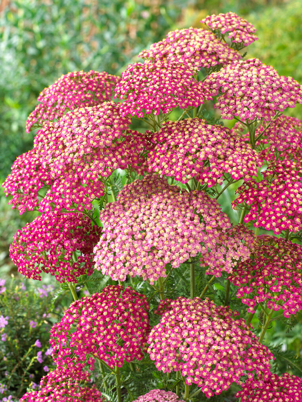 Achillea Lightning Pink - Order Yarrow | DutchGrown™