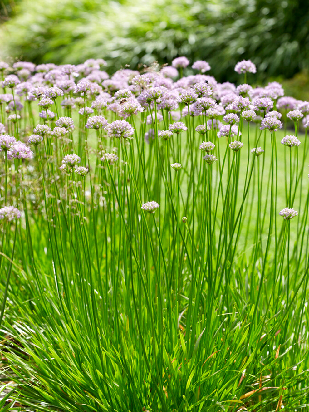 Allium Summer Beauty | Buy Online at DutchGrown™