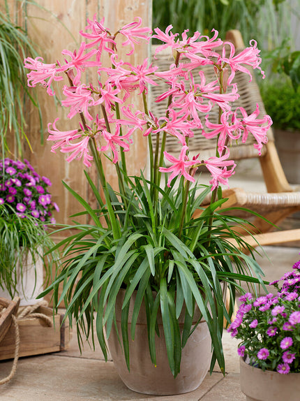 Amarine Bulbs For Sale | Buy Top-Quality Bulbs Online