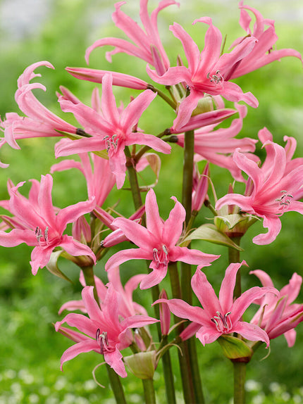 Amarine Bulbs For Sale | Buy Top-Quality Bulbs Online