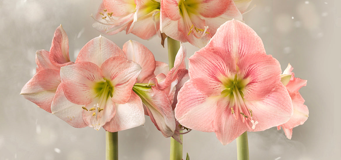 Top Quality Flower Bulbs at Wholesale Pricing | DutchGrown™