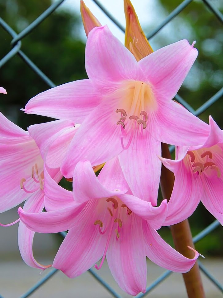 Amaryllis Belladonna (Naked Ladies) Bulbs | DutchGrown™