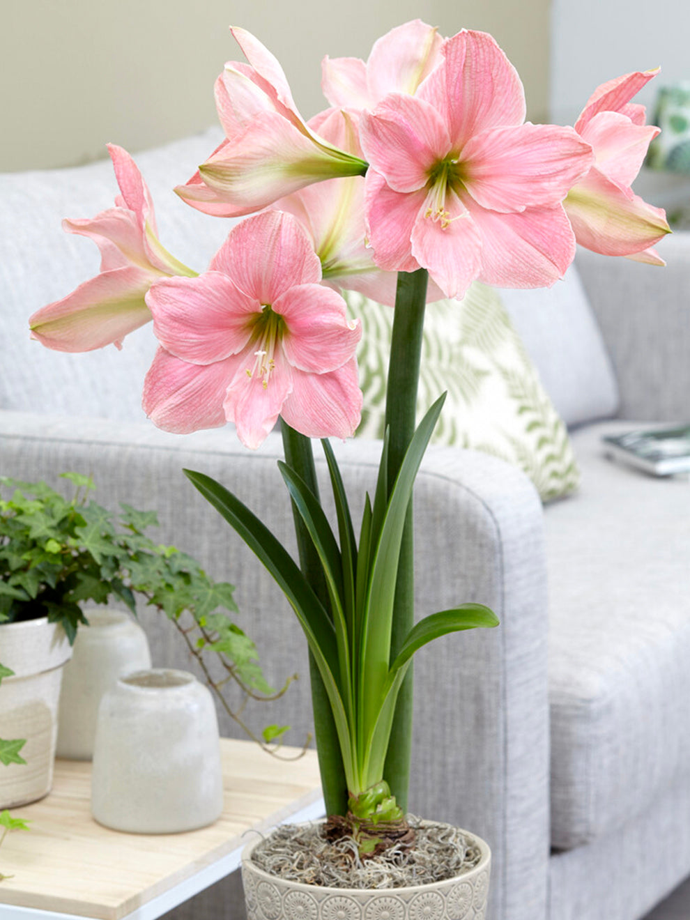 Jumbo Amaryllis Sweet Star | DutchGrown™ | Huge Top Quality Bulbs!
