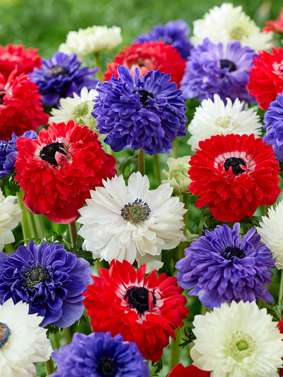 Anemone Stars and Stripes Collection | DutchGrown™
