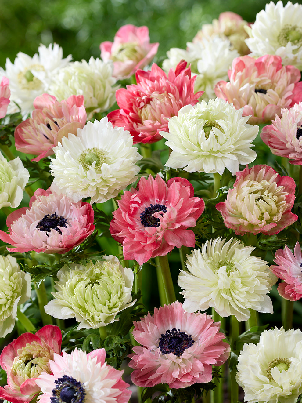 Anemone Strawberry & Cream Collection | DutchGrown™