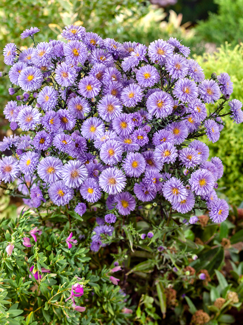 Aster Marie Ballard (New York Aster) | Order Now | DutchGrown™