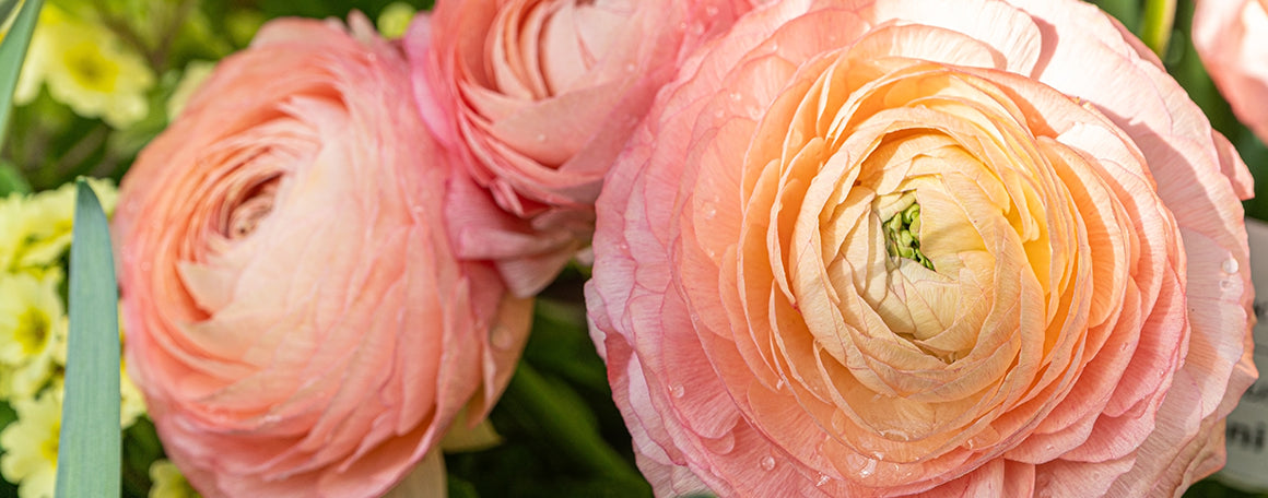 Top Quality Flower Bulbs at Wholesale Pricing | DutchGrown™