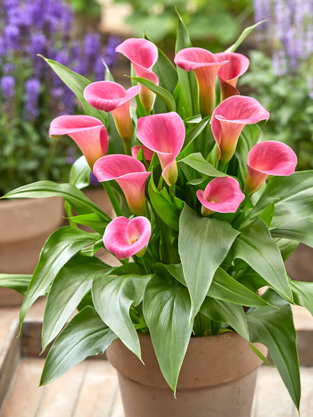 Calla Lily Plant