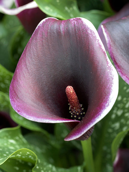 Calla Lily Bulbs - Grow Calla Lilies | DutchGrown™