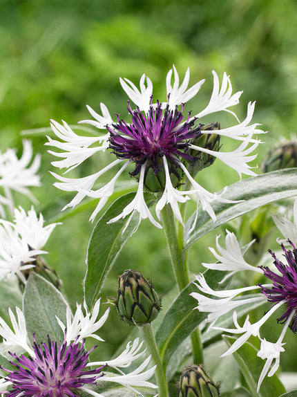 Centaurea Bare Roots for Sale | Grow Centaurea Flowers