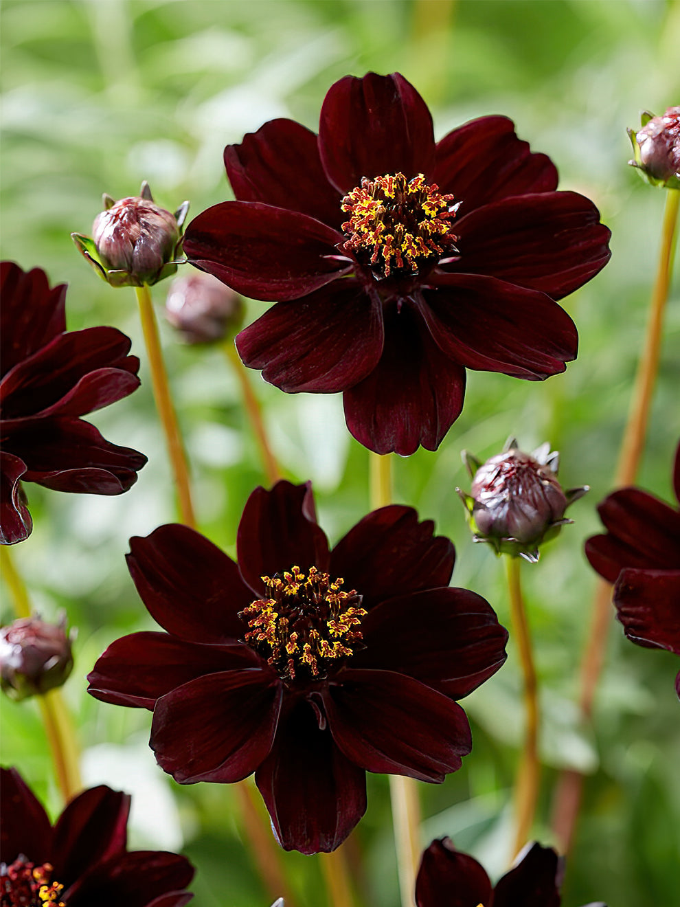 Cosmos Atrosanguineus (Chocolate Cosmos) | DutchGrown™