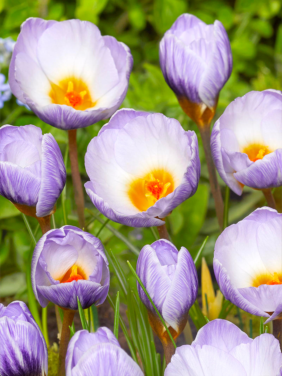 Crocus ‘Blue Marlin’ | Buy Crocus Bulbs Online | DutchGrown™