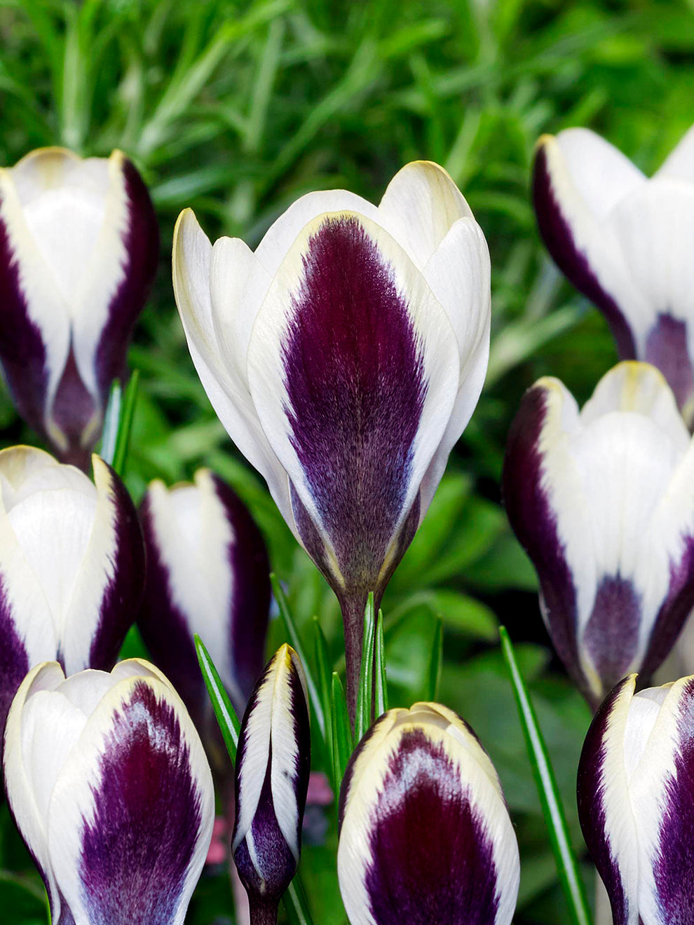 Crocus ‘Panda’ | Rare and Unique Crocus Bulbs | DutchGrown™