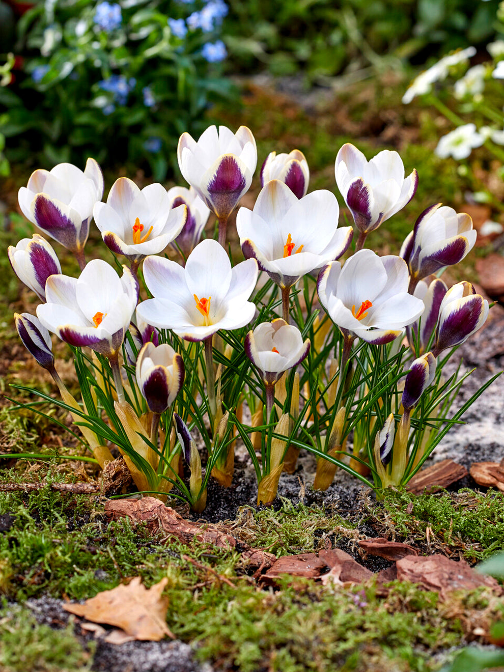 Crocus ‘Panda’ | Rare and Unique Crocus Bulbs | DutchGrown™